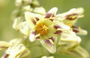 Mandioca brava/Falso cafeto | Aves Argentinas